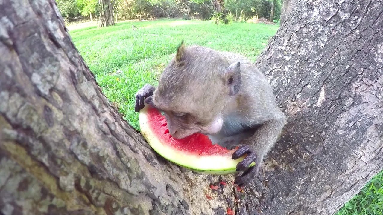Cute Monkey Smart Monkeys Eating Watermelon 2 - YouTube