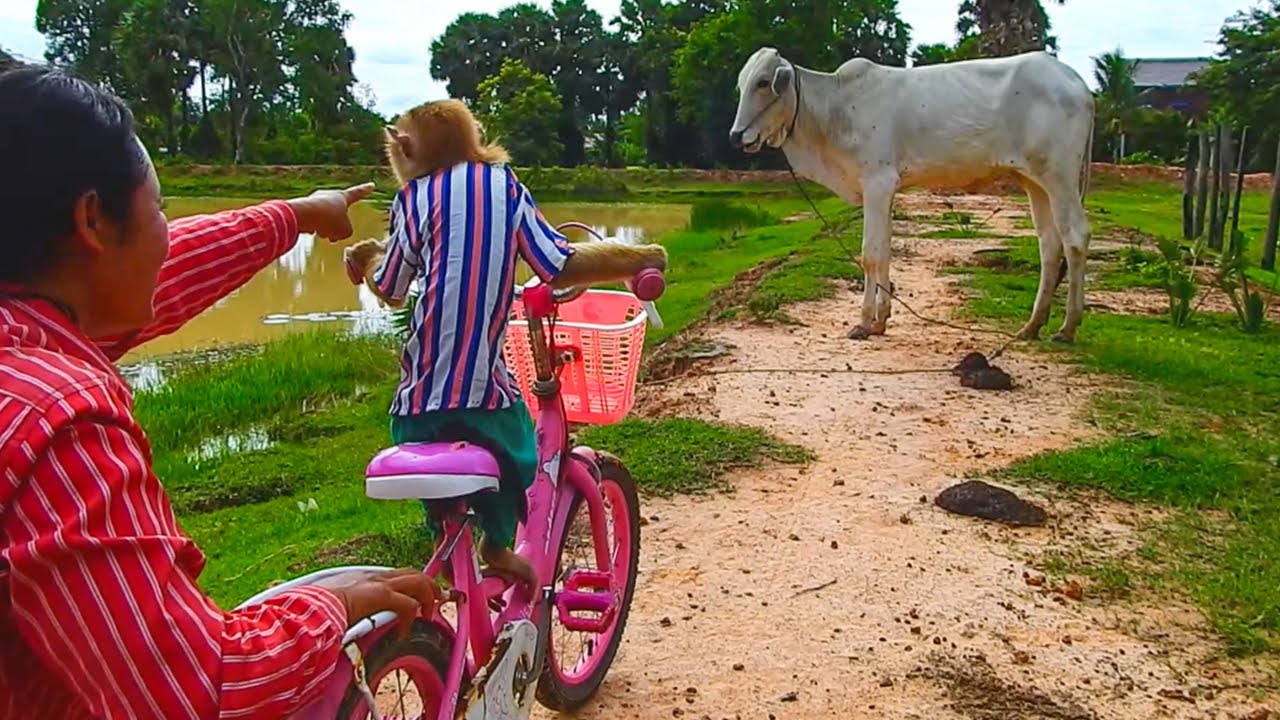 Frighten Video ! SokYaa & Mum Meet Giant Cow, Where Do We Go ? - YouTube