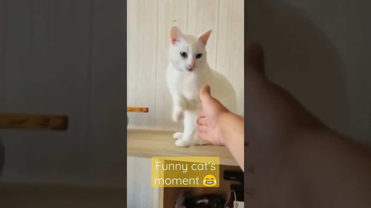 funny cat's moment 😂 - YouTube
