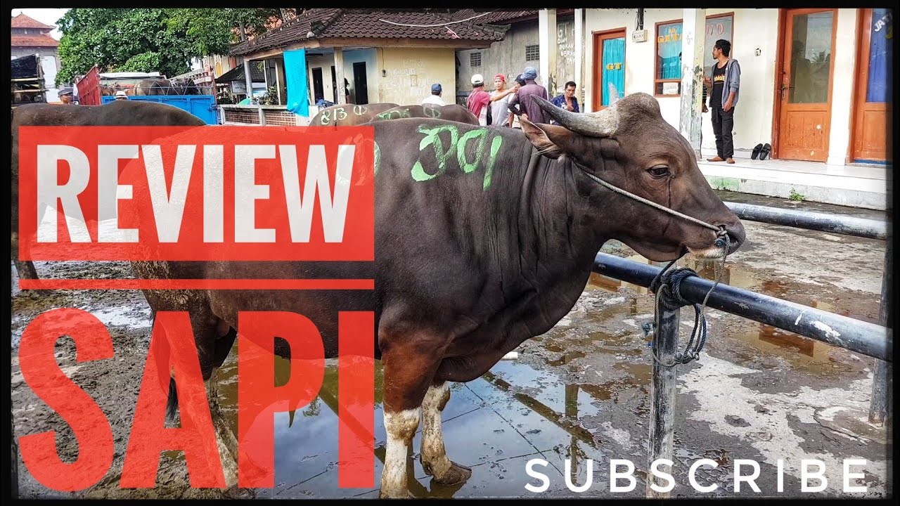 TIPS BELI SAPI DI PASAR BERINGKIT BALI - YouTube