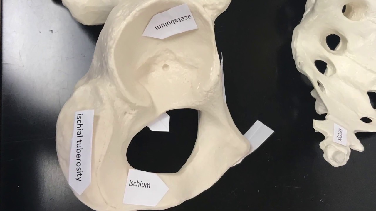 CCC Online Biology Lab - Bones of the pelvis and lower appendage ...