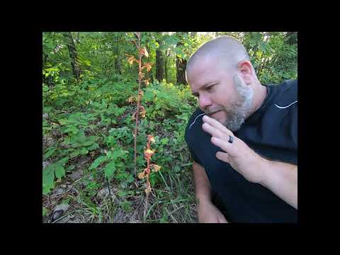 On the Ground w/Eric Comley, Garrard County 4-H YD Agent and crested coralroot (Hexalectris ...