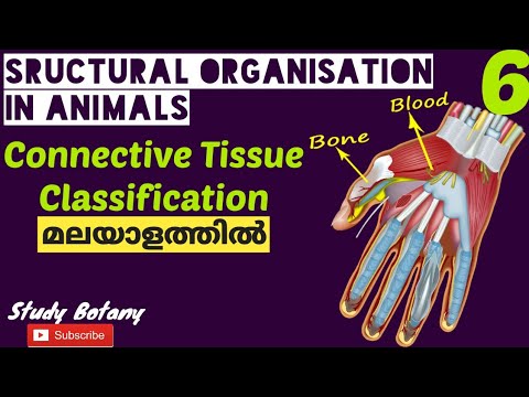 CONNECTIVE TISSUE CLASSIFICATION STRUCTURAL ORGANISATION IN ANIMALS ...