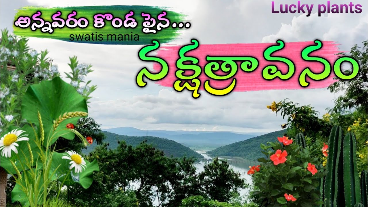 what's your Celtic tree astrology sign|rasi vanam at annavaram - YouTube