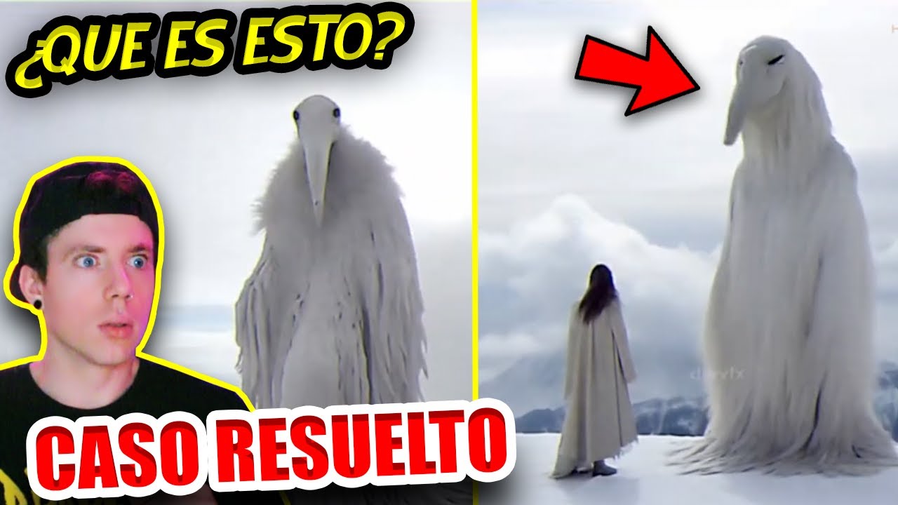 APARECIERON PAJAROS BLANCOS GIGANTES en la ANTARTIDA | Opium Bird ...