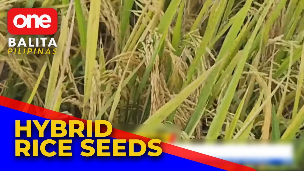 Hybrid seed rice, ipinamahagi sa probinsya ng Iloilo - YouTube