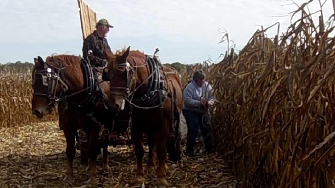 2013 National Corn Husking Championship - YouTube