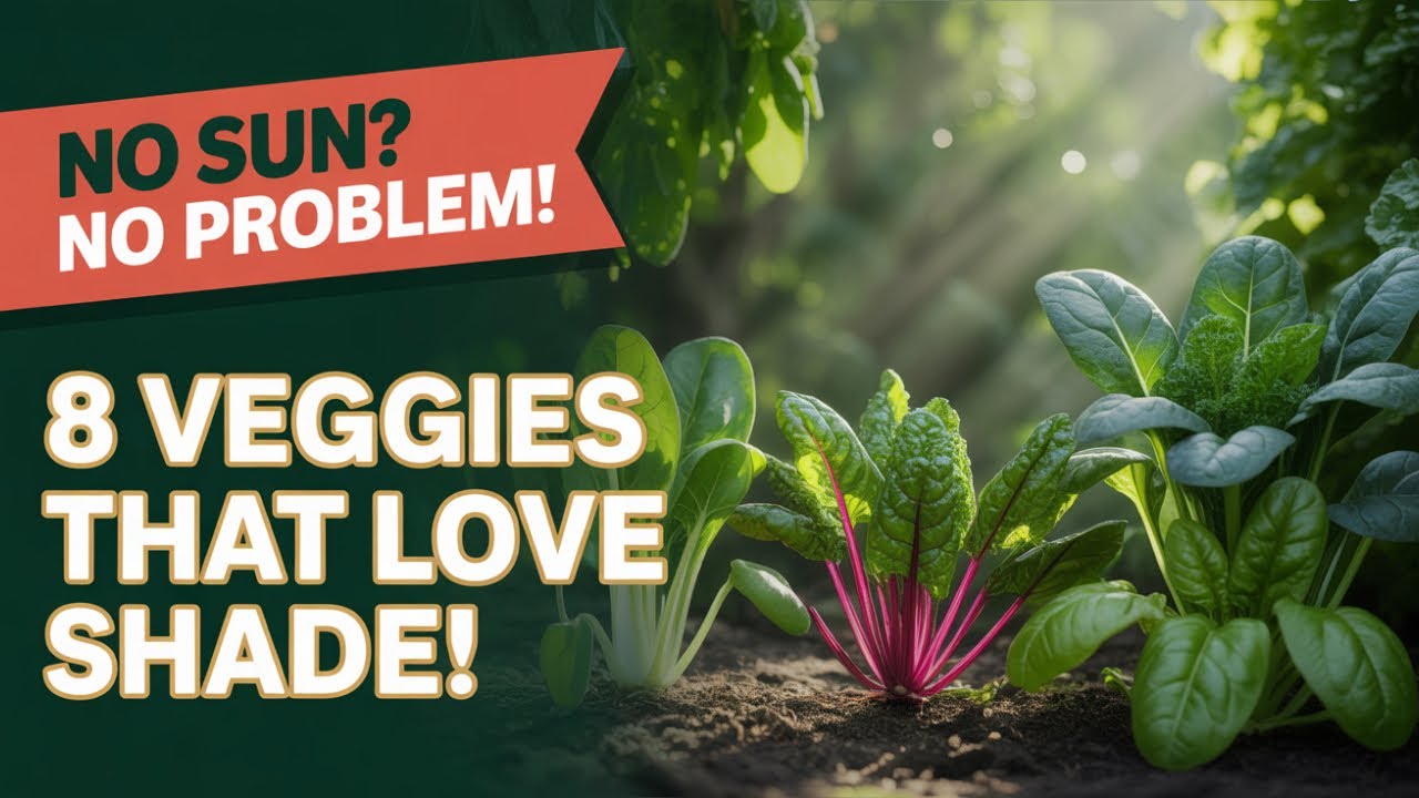 8 Perfect Vegetables You Didn’t Know Thrive in a Shady Garden 🌱 - YouTube