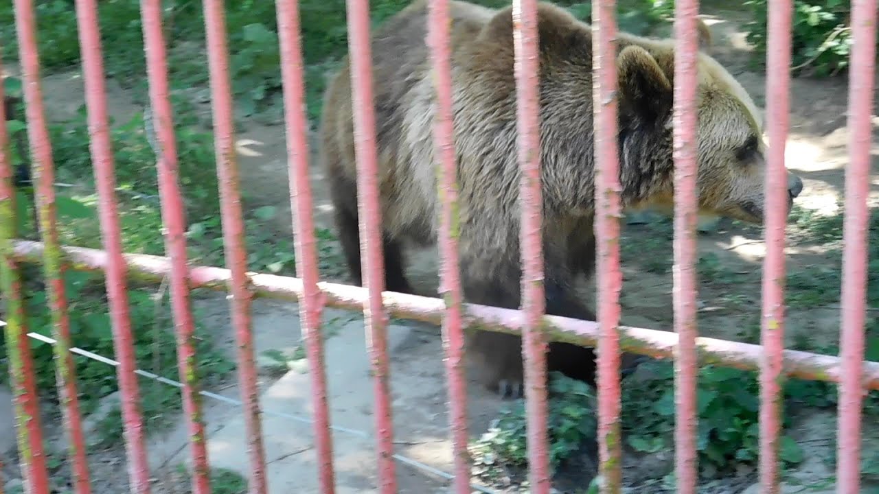 #297 URSUL BRUN HRANINDU-SE IN APA LA GRADINA ZOOLOGICA CALARASI - ZOO ...