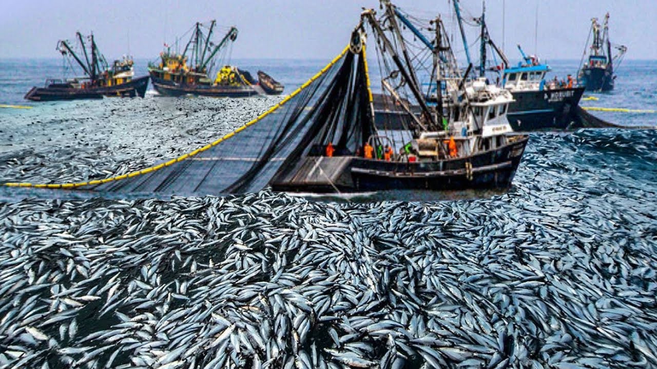 Amazing Net Fishing Skill, Too Many Fish - Seine nets catch hundreds of ...