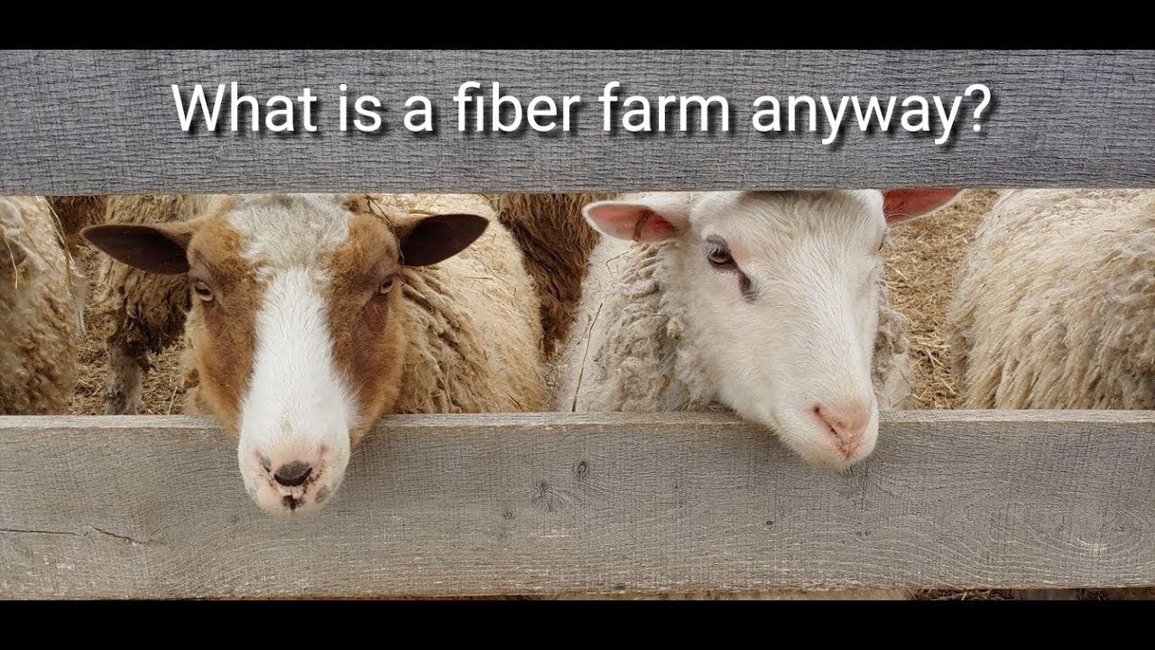 What is a fiber farm anyway? An introduction to our sheep and alpaca ...