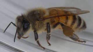 Insects: Up Close and Personal