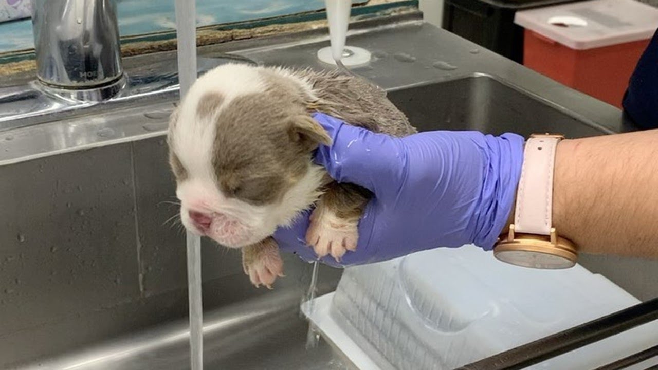 A tiny bulldog enjoys her first bath after got rescued - YouTube Music