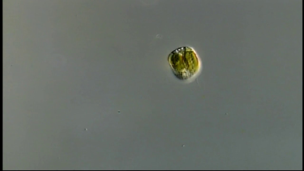 CHROMULINA FLAGELADO - YouTube