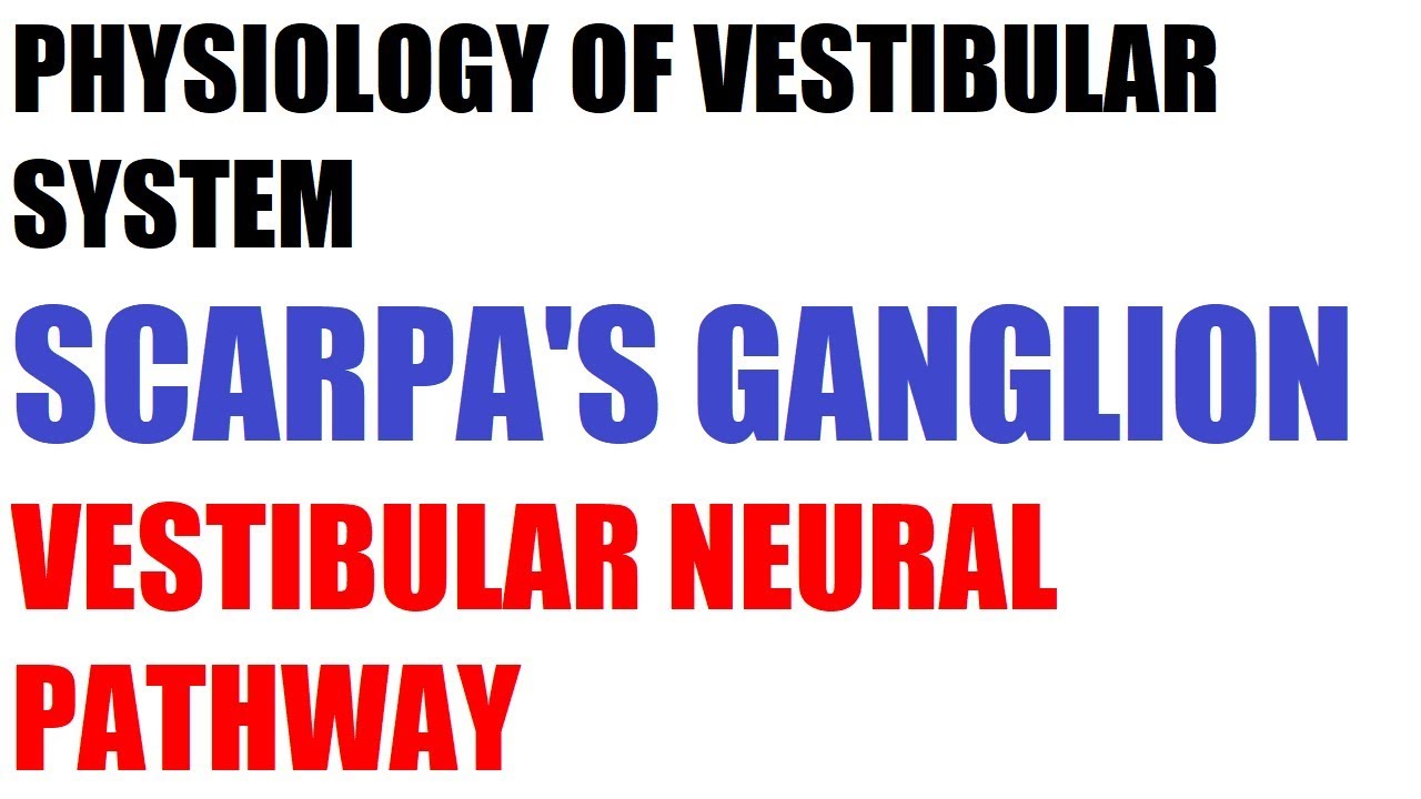 Neural pathways ( Scarpa's ganglion and Connections ) of Vestibular ...