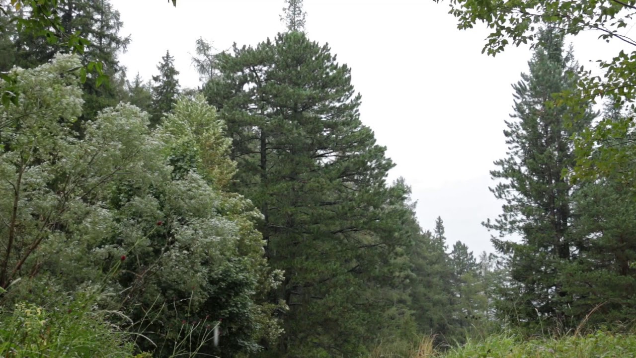 Sounds of Rain Storm in a Forest 1 Hour / Wind, Rain and Thunder ...