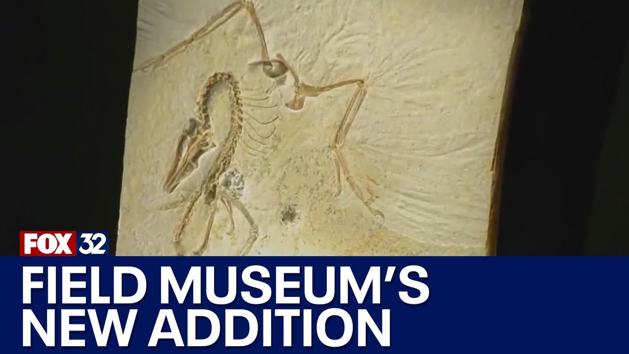 Field Museum unveils rare fossil on display now - YouTube