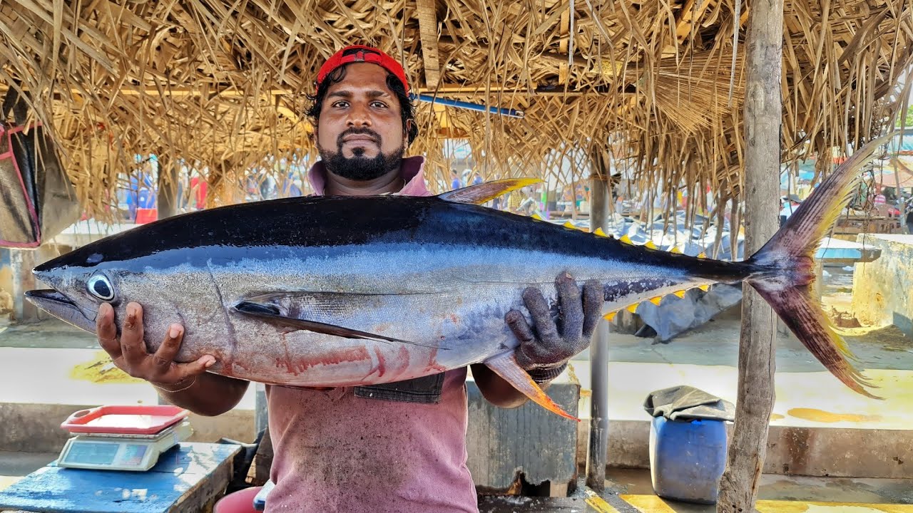 Huge Tuna Fish Cutting Skill | කෙලවල්ලා | Mr.Sampath - YouTube
