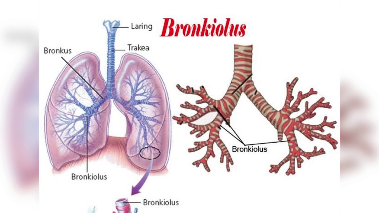 Anatomi Paru-Paru - A - 069 - YouTube