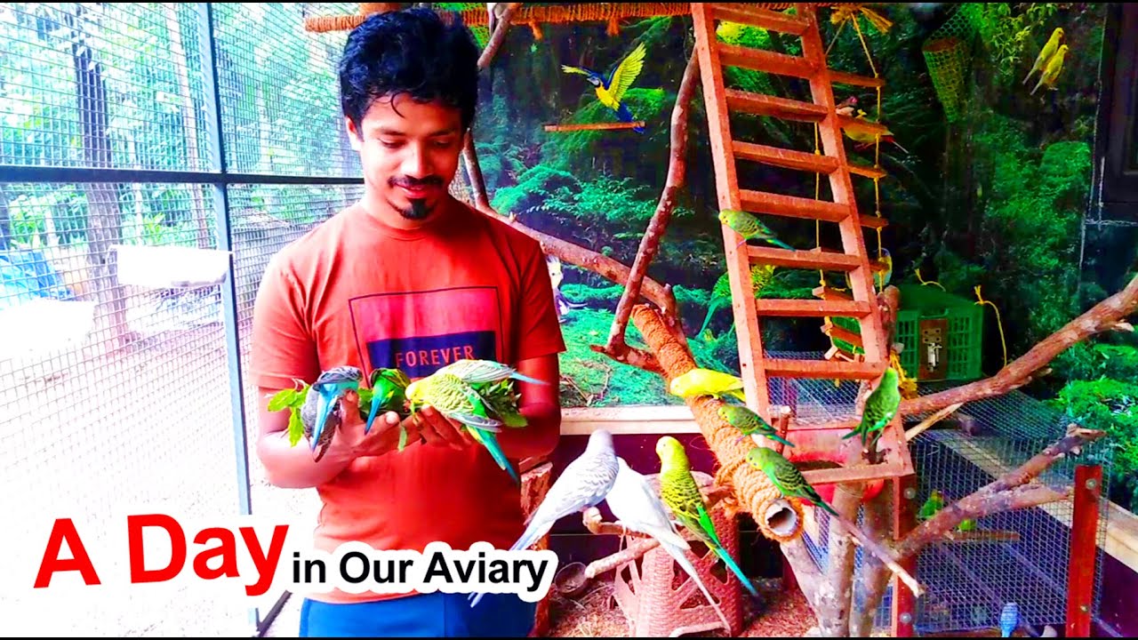 See How Start a Day From My Birds Aviary | Craft Village - YouTube