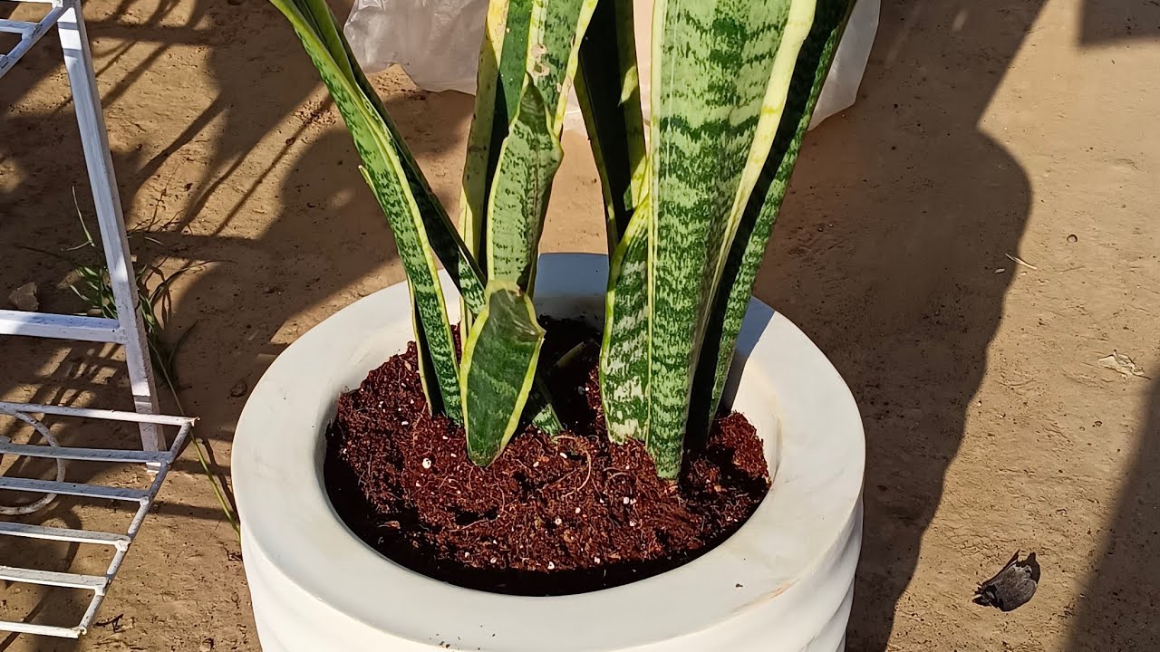 Best Spiritual Plants For Home | Spritual Plants For Garden | Indoor ...