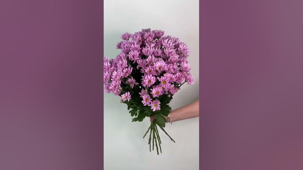 Хризантема кустовая сиреневая - YouTube