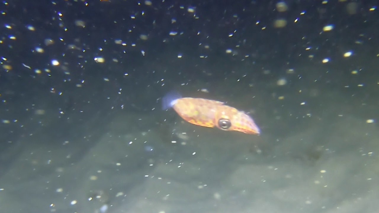 Pygmy Squid March 2020 - YouTube