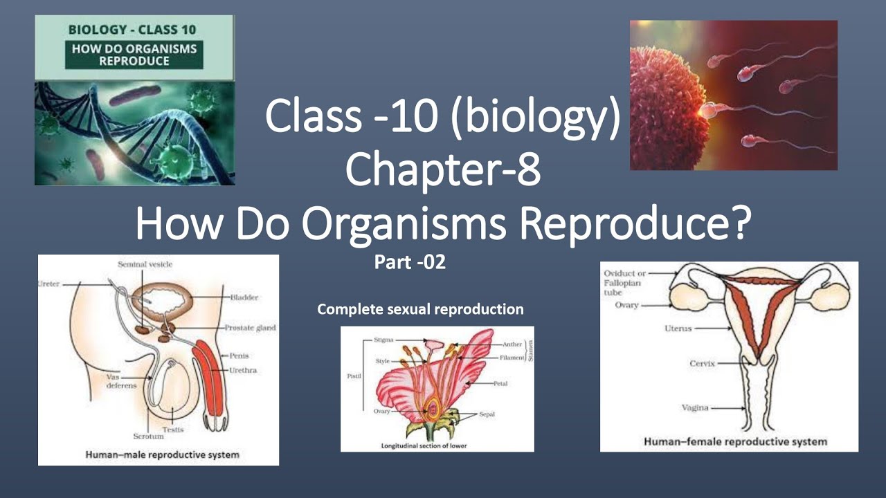 Class 10 Science Chapter 8: How Do Organisms Reproduce? CBSE Detailed ...