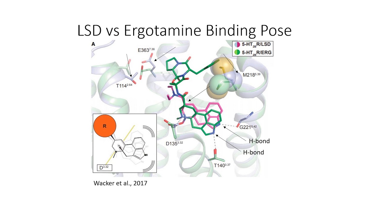 Crystal structure of an LSD-bound human serotonin receptor - YouTube