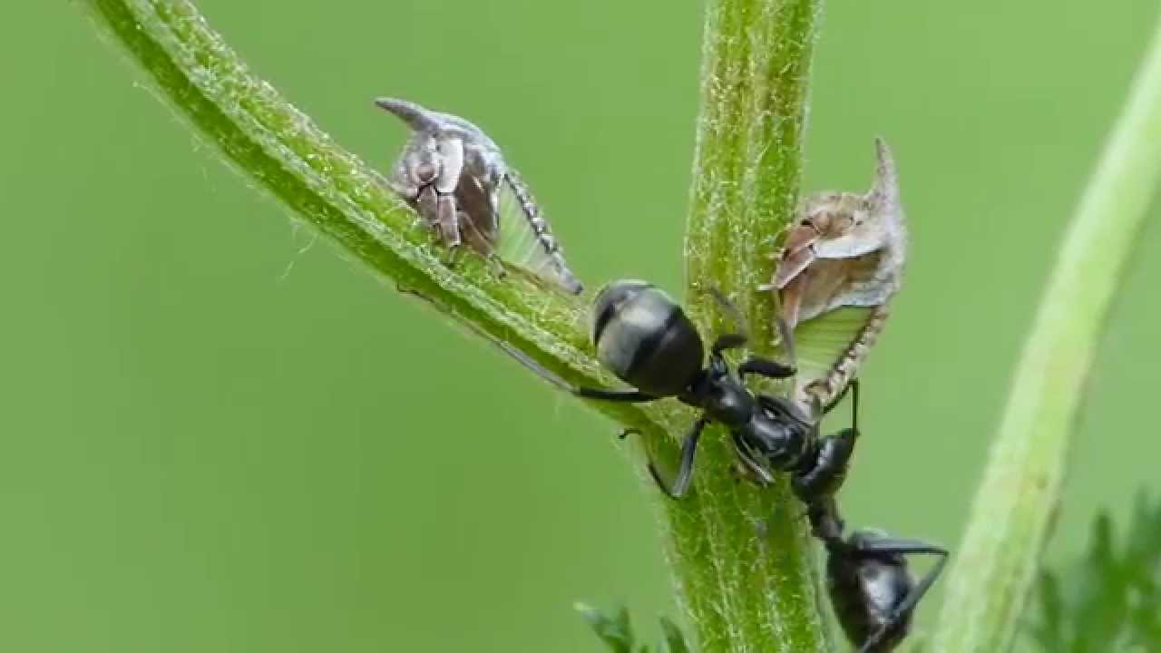 Ants Gets Honeydew From Treehoppers - YouTube
