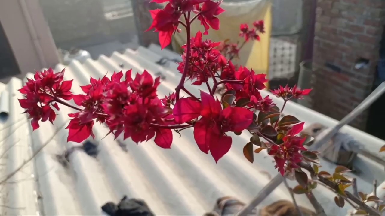 How to prepare Boganwilia plant for summer ll - YouTube