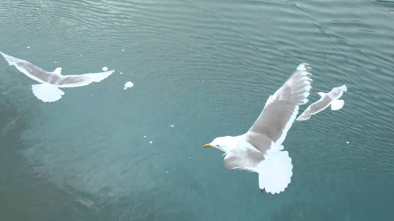 Sea Birds - flock of Albatross in Glacier Bay, Alaska, USA (M4H00340 ...