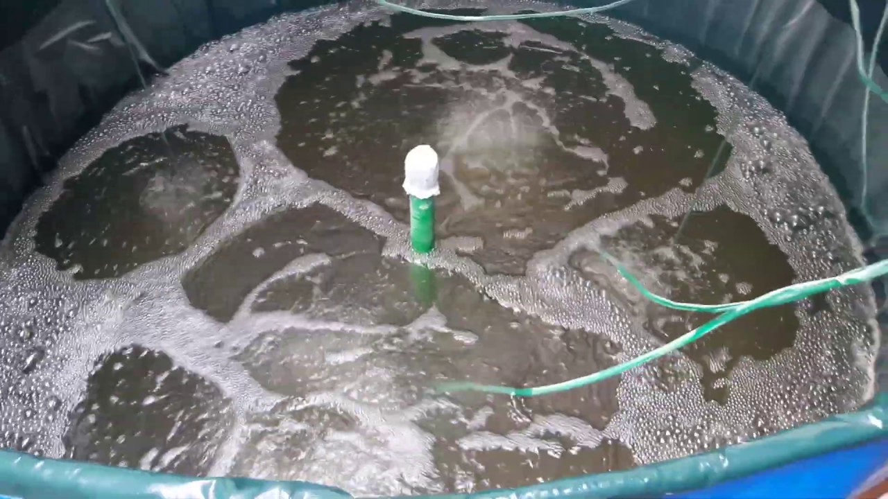 Water preparation in biofloc fish tank/পানি প্রস্তুতকরণ - YouTube