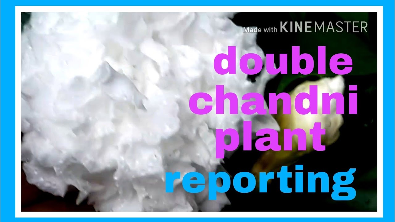 How to report double chandni plant. 💐💐 - YouTube