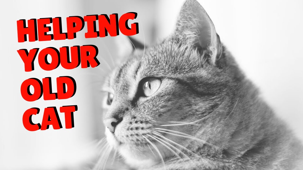 How To Get Your Older Cat Moving | Two Crazy Cat Ladies - YouTube