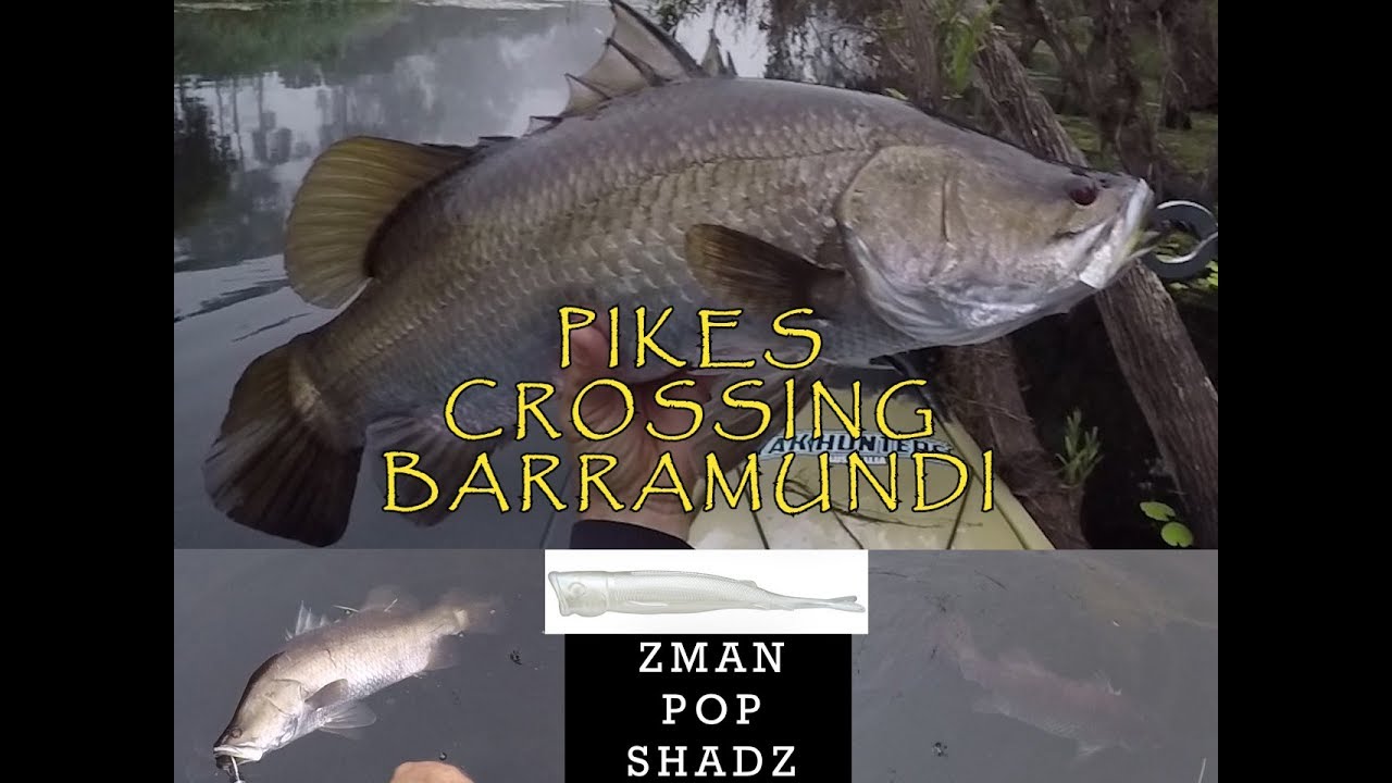 BARRA PIKES CROSSING - YouTube