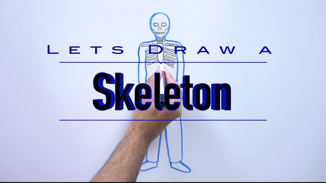 How to Draw a Skeleton (for beginners) - YouTube