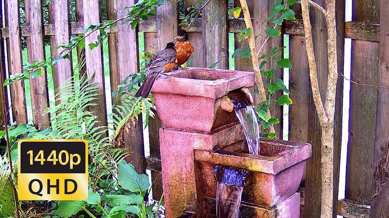 12 Hour Relaxing Nature Sounds, Flowing Water, Fountain & Bird Sounds 9 ...