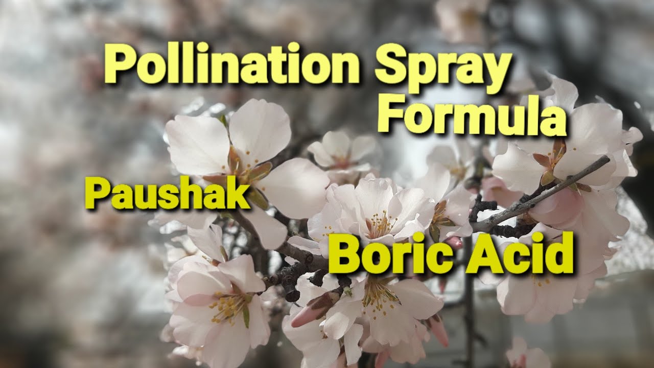 Pollination | Best Spray for pollination in Apples | Boron spray - YouTube