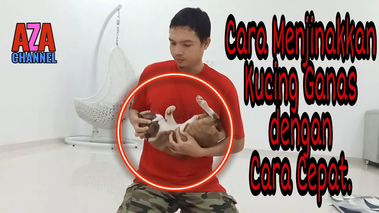 Cara menjinakkan kucing ganas dengan cara cepat - YouTube