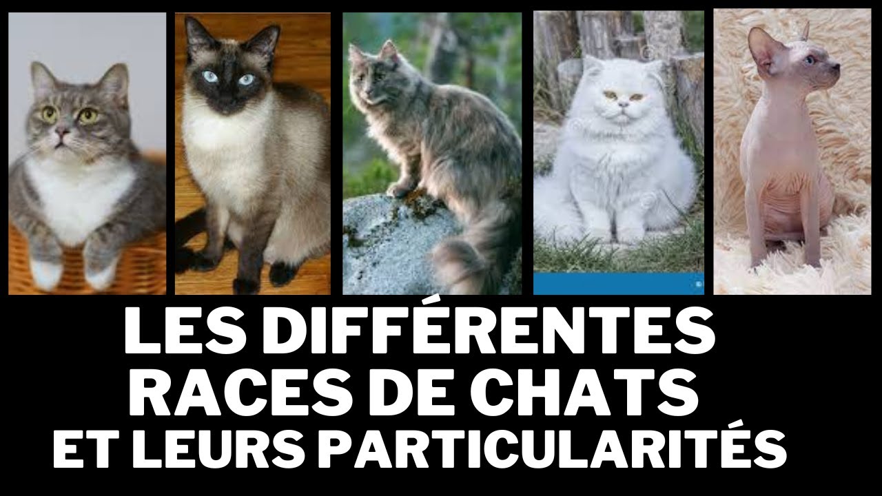 Les 10 races de chats les plus populaires et leurs particularités - YouTube