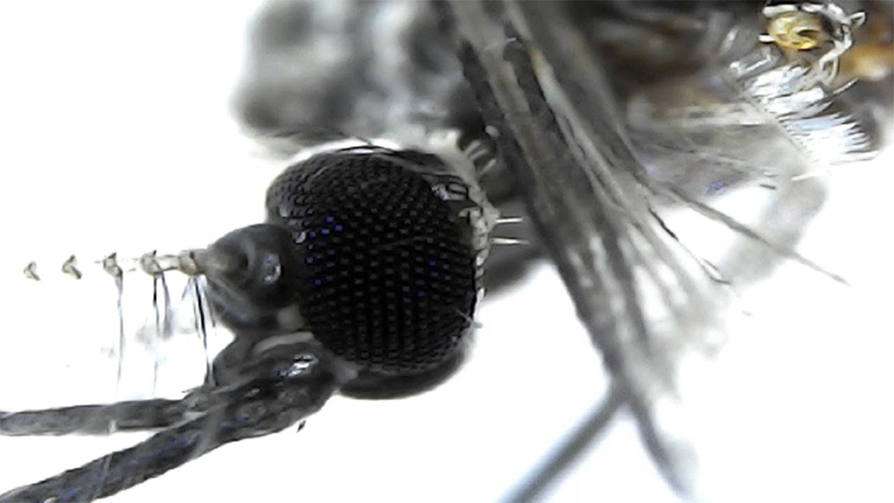 Entérate como es un Mosquito o Zancudo Cercanamente - YouTube