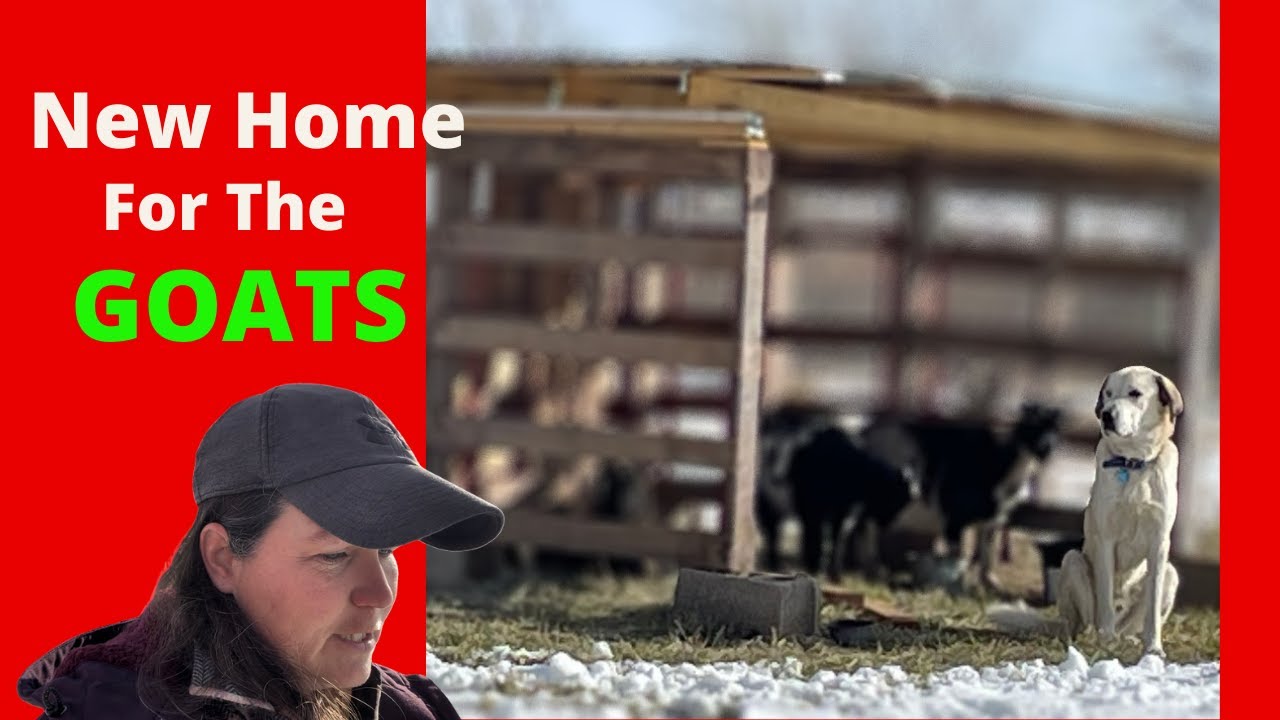 MOVING DAY FOR GOATS - YouTube