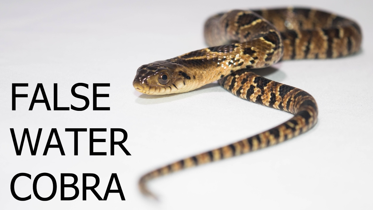 New Snake - False Water Cobra (Hydrodynastes gigas) - YouTube