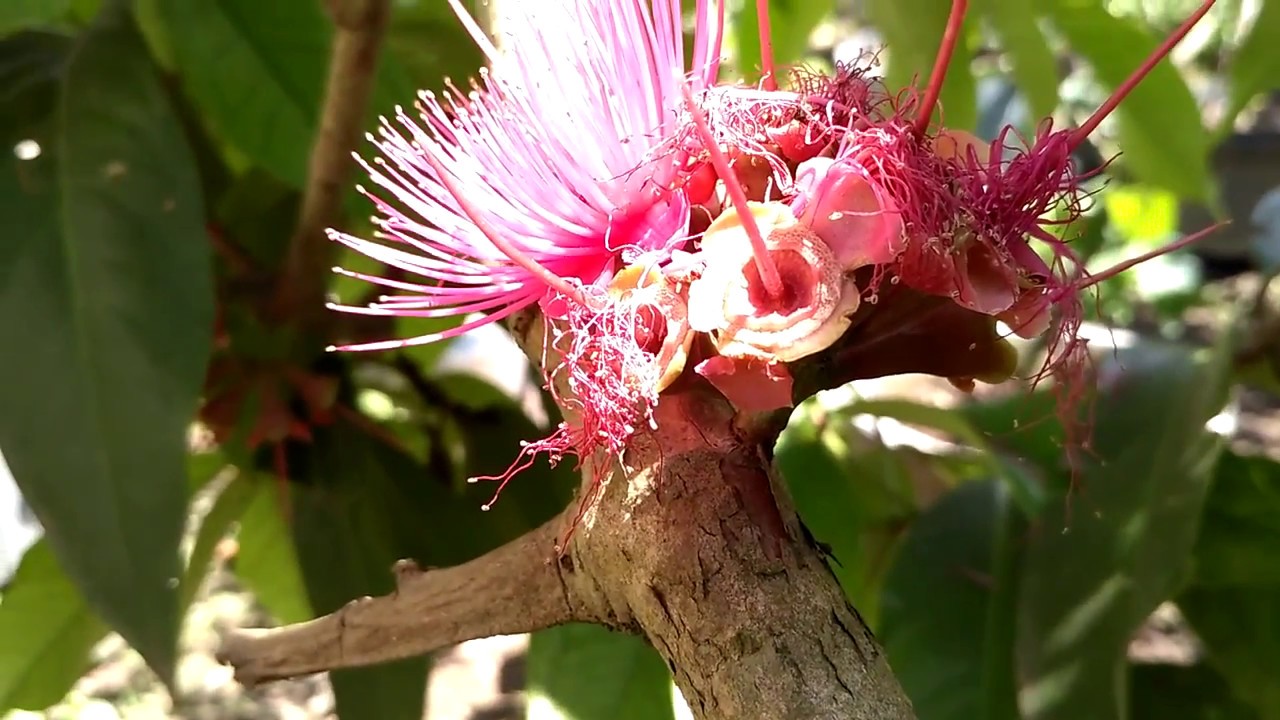 Tabulampot Jambu Bol Jamaika Berbunga | Rose Apple Jamaika - YouTube