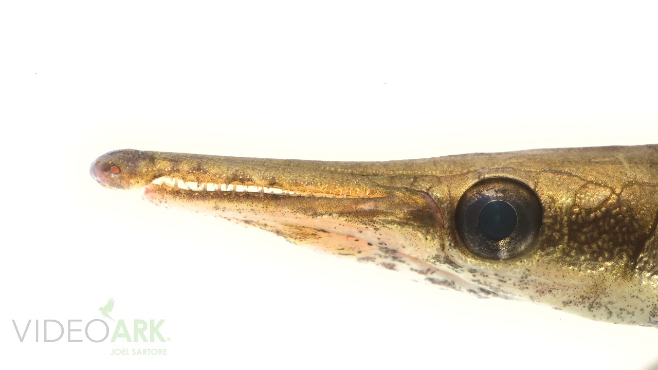 A tropical gar (Atractosteus tropicus) at the Gar Lab of Nicholls State ...