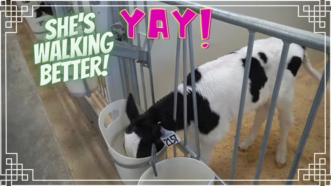 Feeding Calves (Update on the calf that needed help standing!) - YouTube