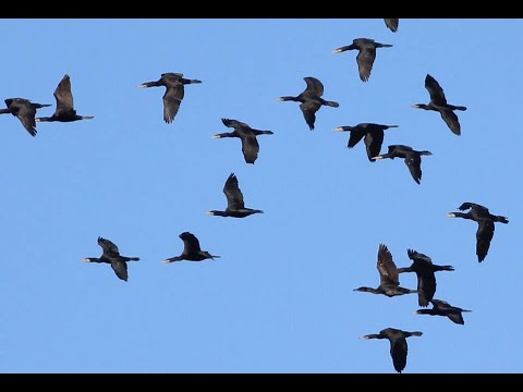 Great Cormorant on migration (Phalacrocorax carbo) Κορμορανος ...