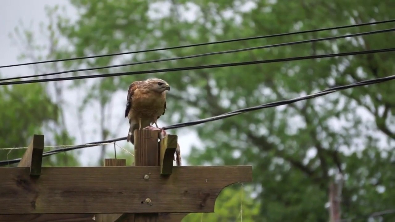 Redtail Hawk with chipmunk - YouTube