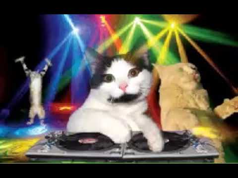 Disco kedi